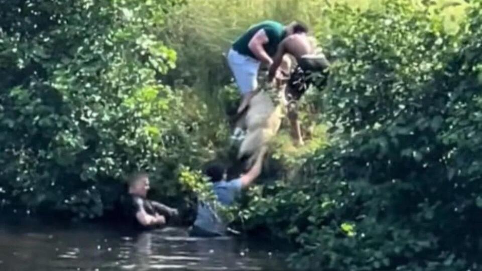 “Quiet Afternoon Walk” Turns Into Dramatic (And Aquatic) Sheep Rescue ...