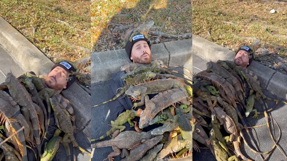Florida Influencer Sleeps Under ‘Iguana Blanket’ During Cold Snap ...