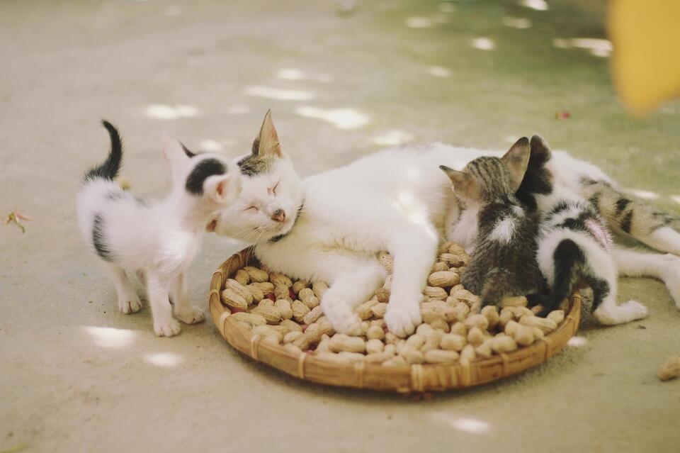 How to Improve Your Cat’s Emotional Resilience - NewsBreak