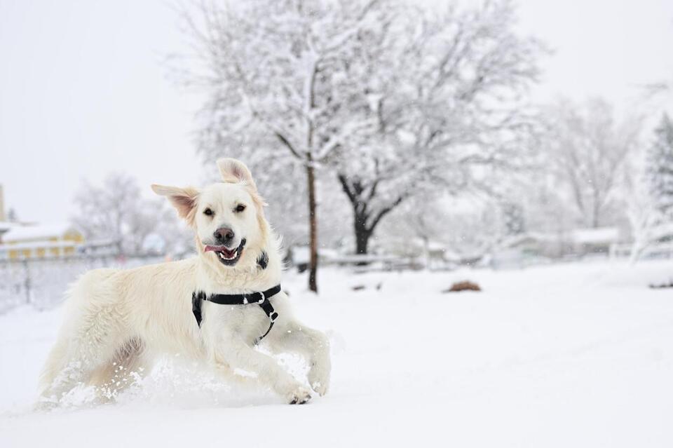 Front Range Colorado Snowfall in November is Non-Existent - NewsBreak