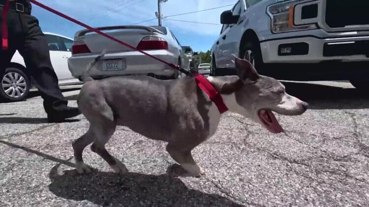 How this senior dog became a beloved police therapy K-9: Ready Pet GO ...