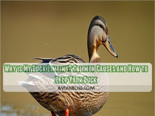 Why is My Duck Limping? Common Causes and How to Help Your Duck (2024)
