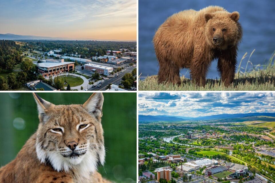 Team Cats or Team Griz? Montana's Biggest Football Game - NewsBreak