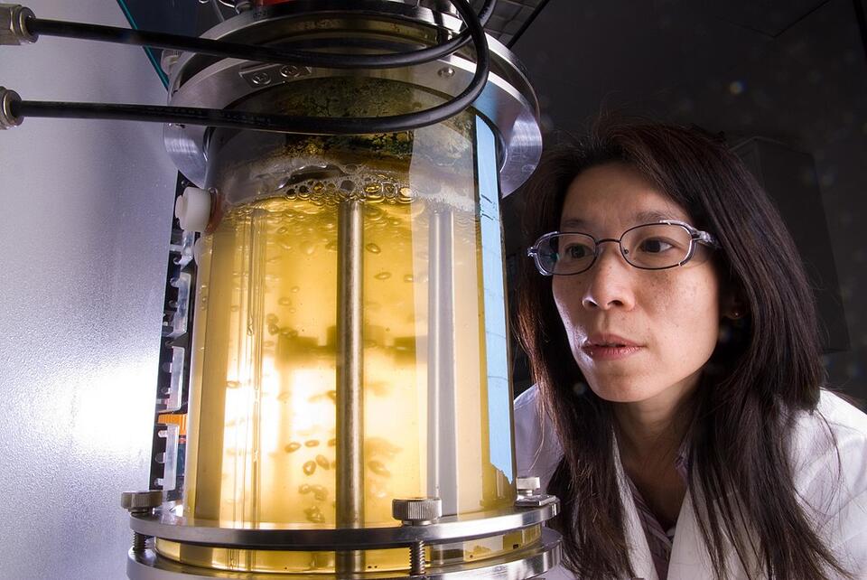 How Dutch Scientists Are Using Microalgae to Create Sustainable ...