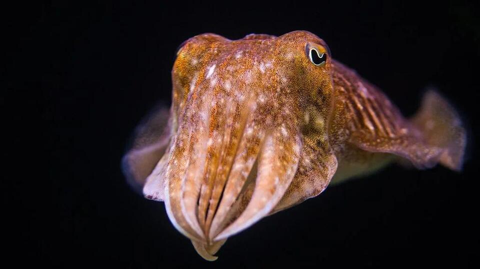 10 Remarkable Adaptations in Nature That Will Leave You Speechless ...