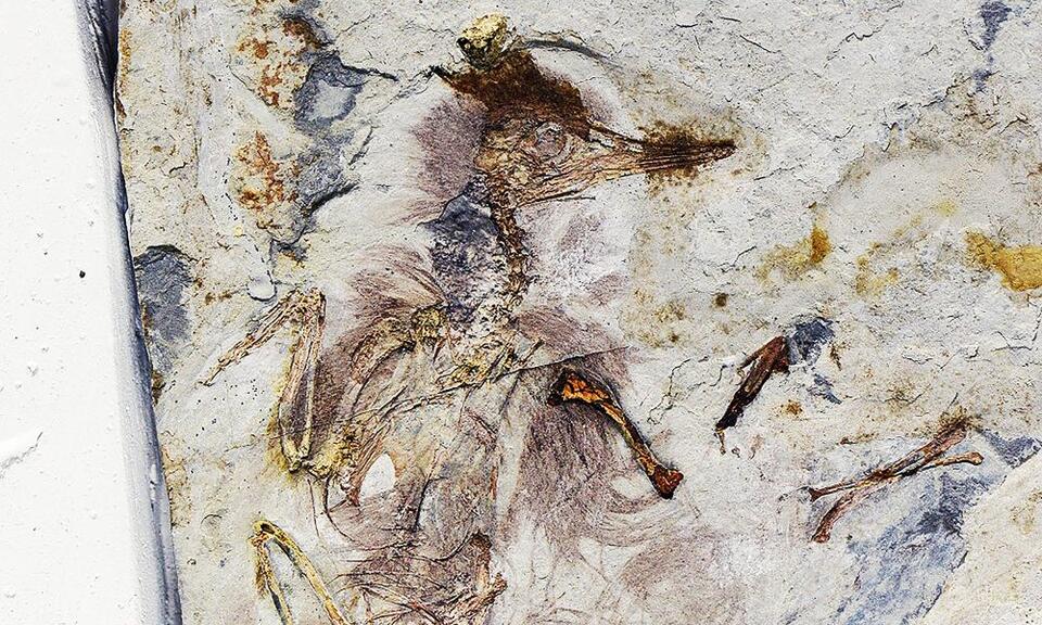 Fossilized bird that lived with dinosaurs died with 800 rocks in its ...
