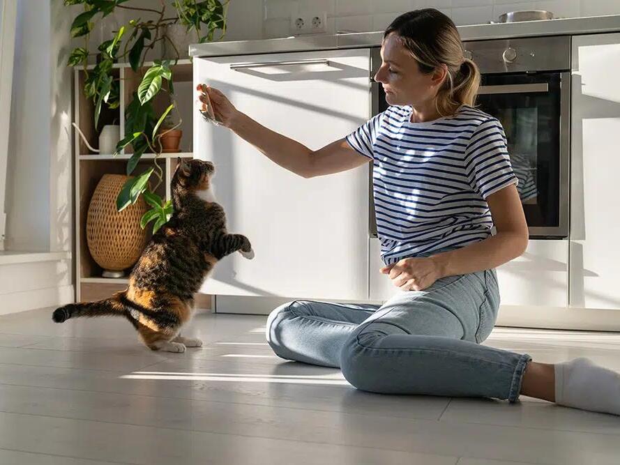 Pittsburgh Refrigerator Cat: The Myth Explained