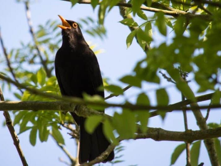 10 Birds That Sing: The Most Beautiful Bird Songs in the World