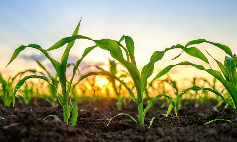 San Mateo farms bounce back with $106.5 million in production, led by ...