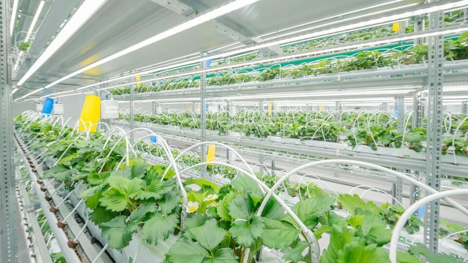 How Vertical Farming Is Changing City Food Systems - NewsBreak