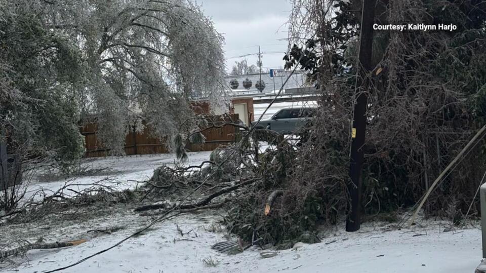 West Monroe man critically injured by falling limb, family says - NewsBreak