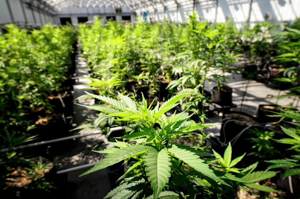Former N.J. man who ran pot farm out of a greenhouse behind home gets ...