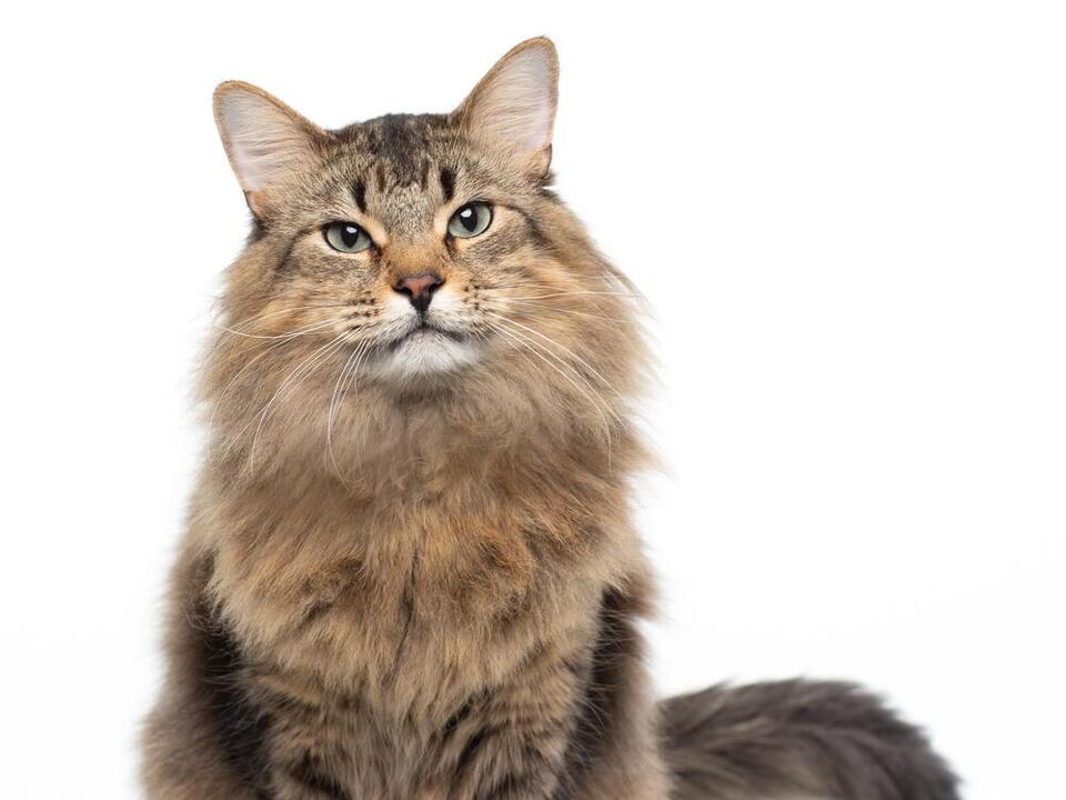 Tonic the cat is 'Caught Stealing' the show in a new action comedy ...