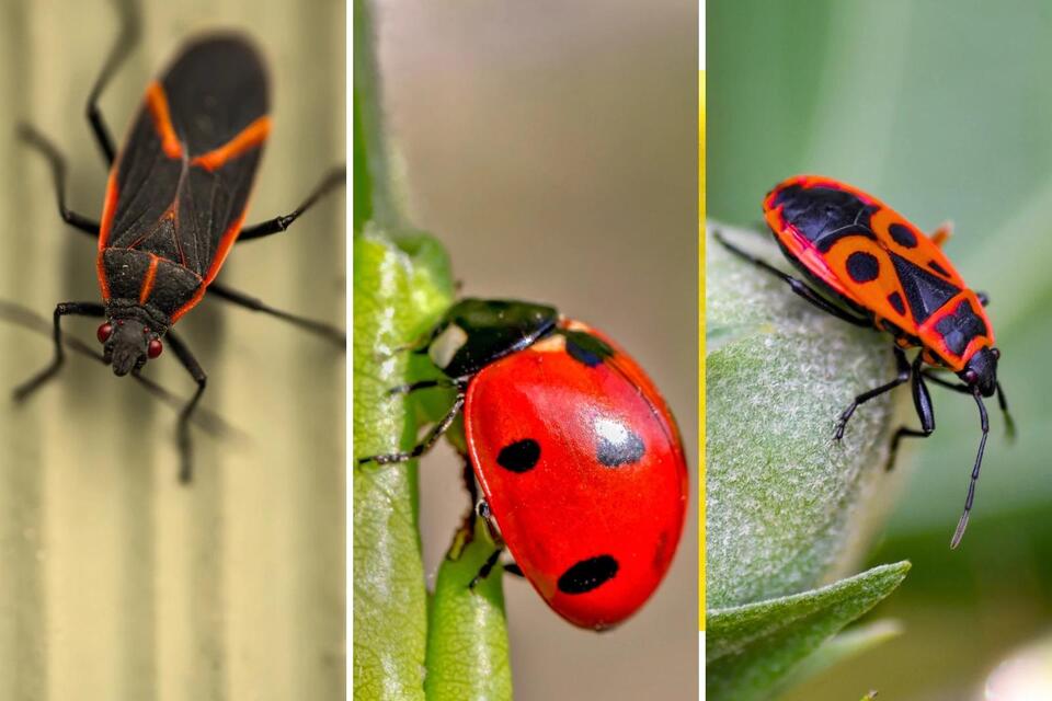 Do Not Step on This Red and Black Bug in Utah and Idaho - NewsBreak