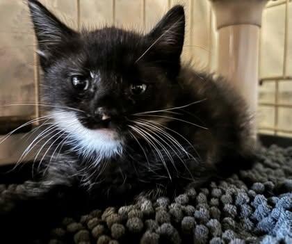 Thumbelina the kitten ready for adoption - NewsBreak