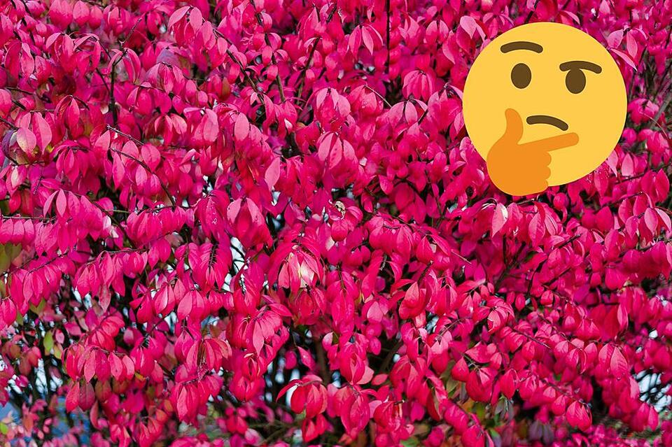 9 Of Iowa’s Worst Invasive Plants [PHOTOS] - NewsBreak