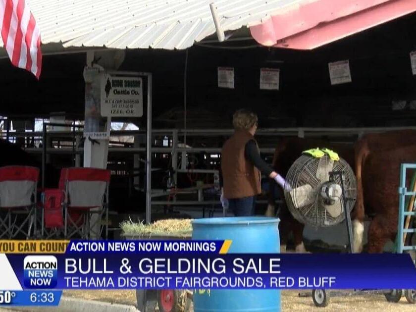 The Bull and Gelding sale kicks off Wednesday in Red Bluff