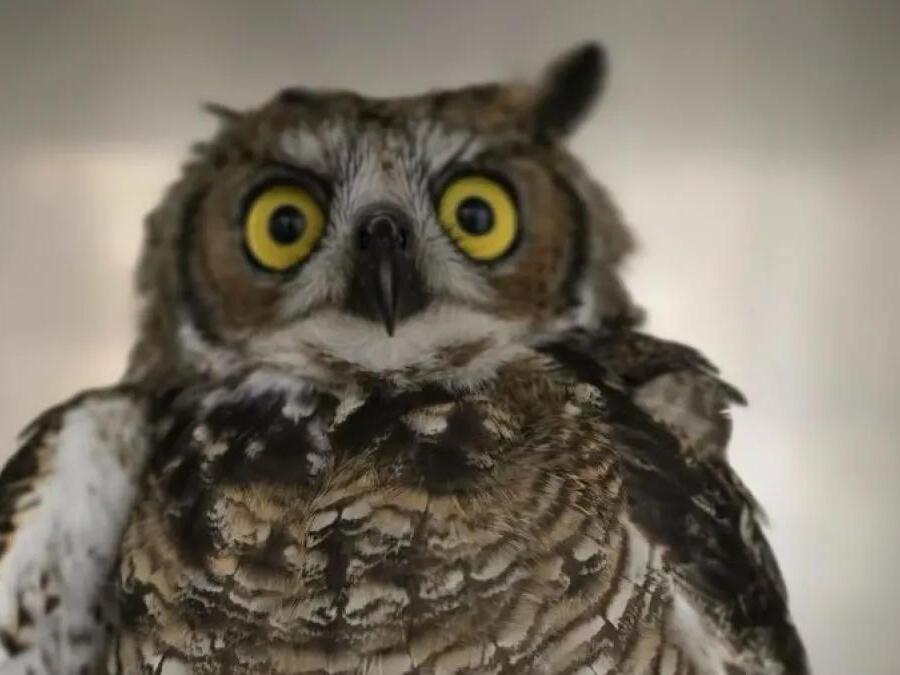 Everything's going to be owl right. Watch OC firefighters rescue owl stuck in tree