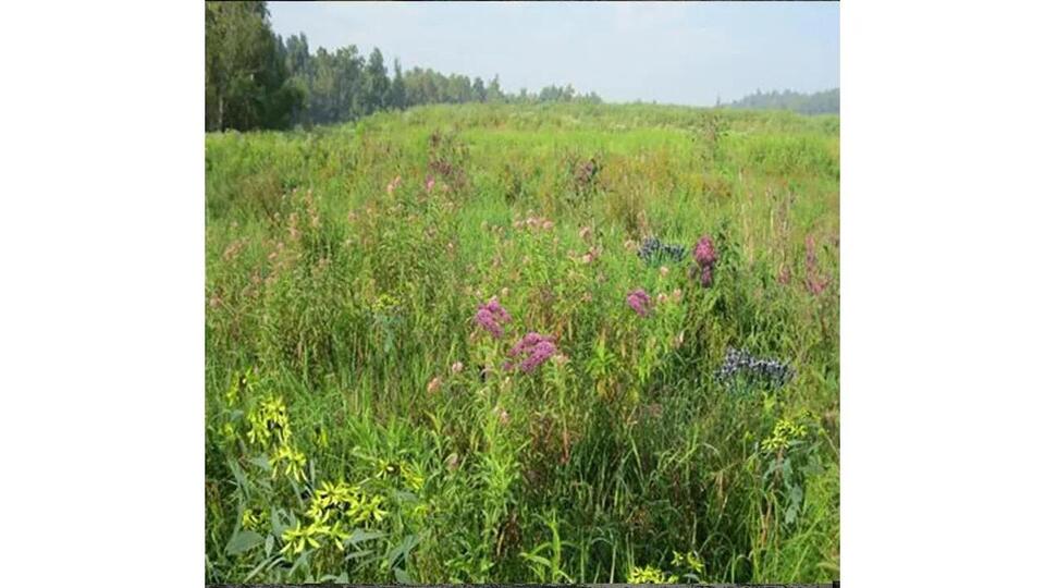 Wetland Meadow Mix, 1 PLS Pound, True – In-Depth Review - NewsBreak