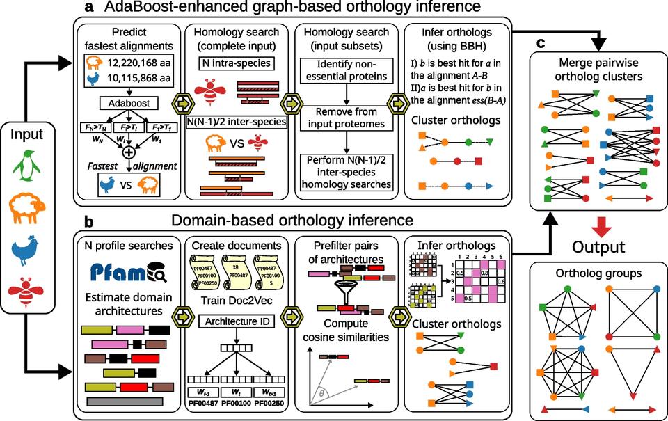 SonicParanoid2: fast, accurate, and comprehensive orthology inference ...