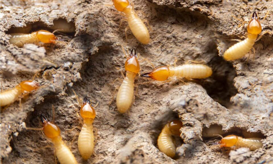 Termites In Colorado: Types, Risks, and How to Prevent Them - NewsBreak