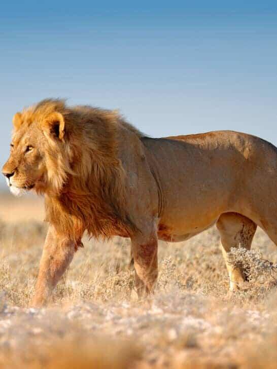 15 Wild Predators That Hunt at Night - NewsBreak