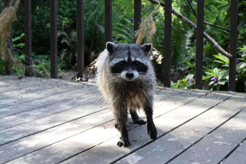 Remember The Bizarre Raccoon Standoff At Washington Woman's Home ...
