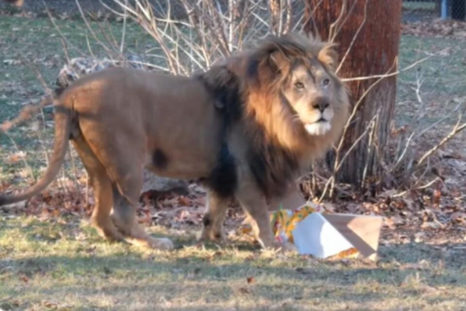 MN's Como Park Zoo Lion, Mumford, Faces Serious Health Setback - NewsBreak