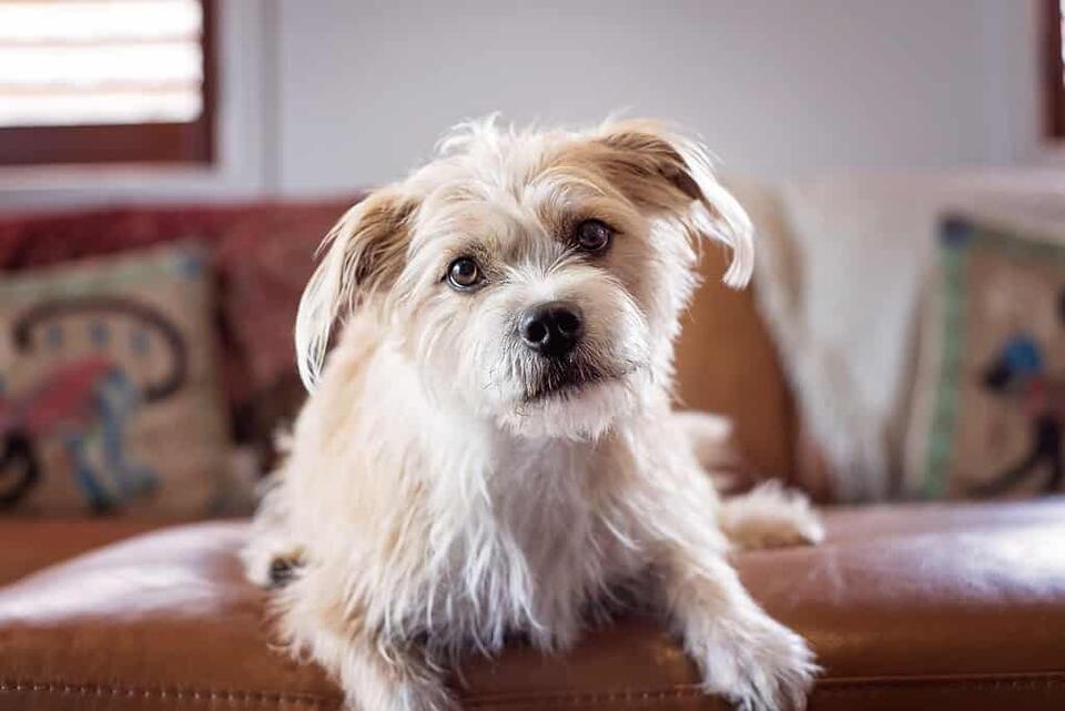 What Kind of Dog Is Benji? Breed Information, Pictures and Facts ...