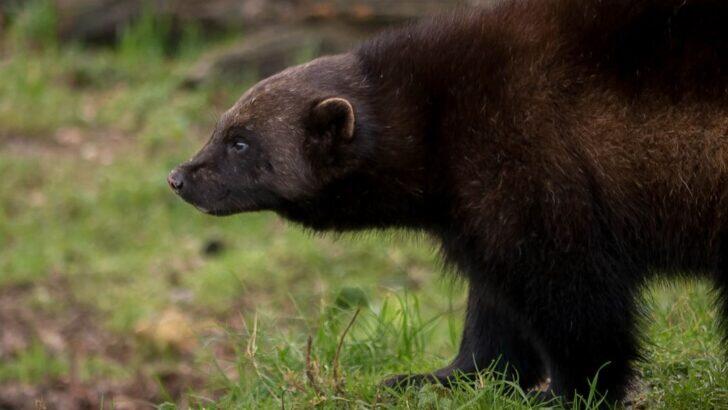 8 Small Animals Fearless Enough to Scare Off Large Predators - NewsBreak