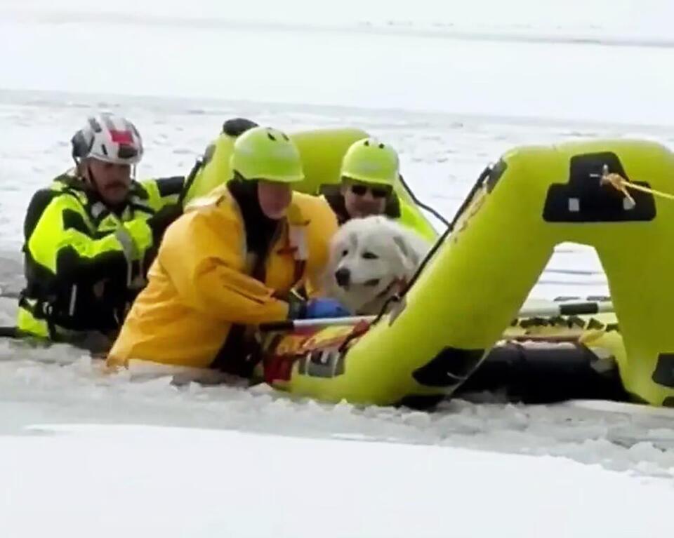 Cheese proves key in rescue of puppy stranded on icy Upstate NY pond ...