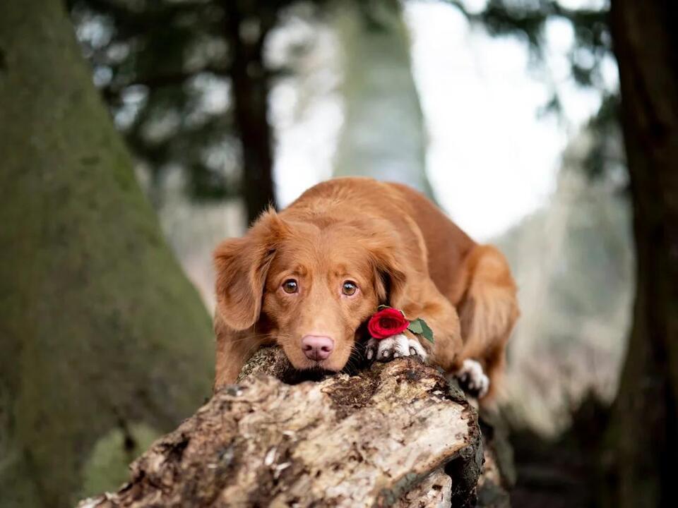 How Dogs Recognize When It’s Time to Say Goodbye Forever - NewsBreak