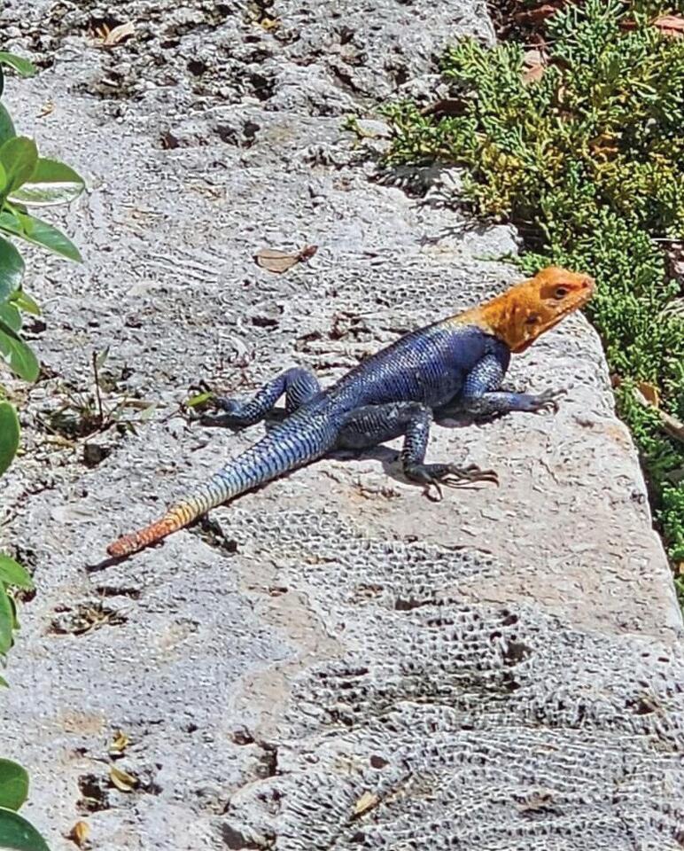 Rise of an invasive lizard - NewsBreak