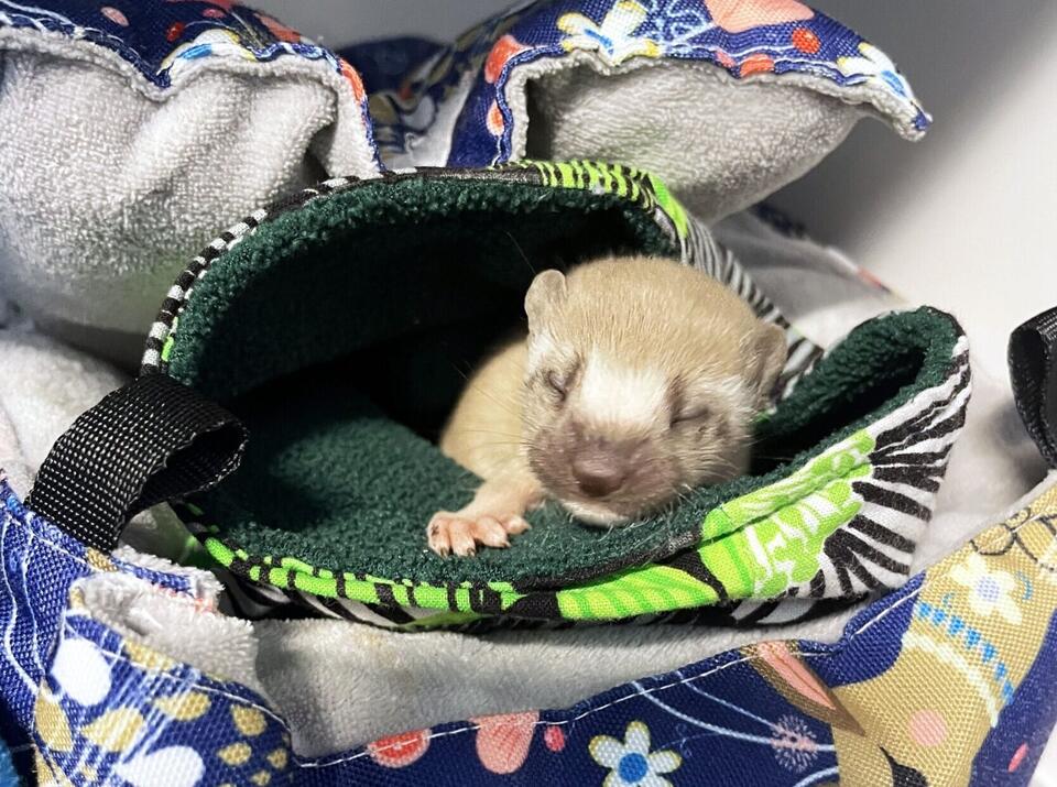 Orphaned weasel returns to wild after 70 days in care - NewsBreak