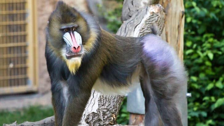 How Mandrills Communicate Using Color and Expression - NewsBreak