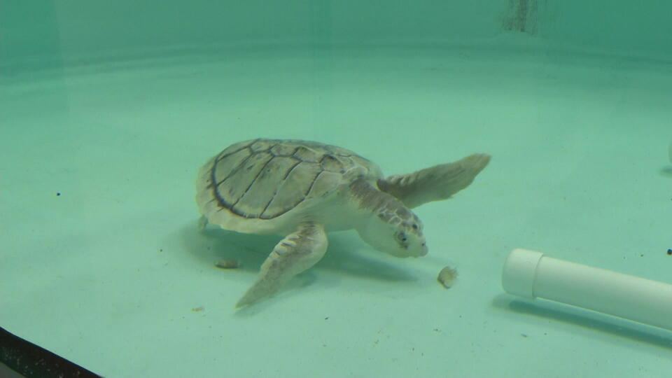 ‘Everything needed to be cleaned.’ Sea Turtle Recovery reopens at ...