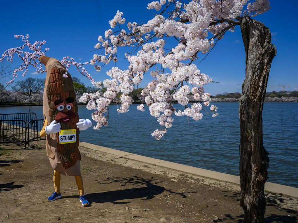 Farewell Stumpy, DC's Most Famous Cherry Blossom Tree Farewell Stumpy, DC's Most Famous Cherry Blossom Tree