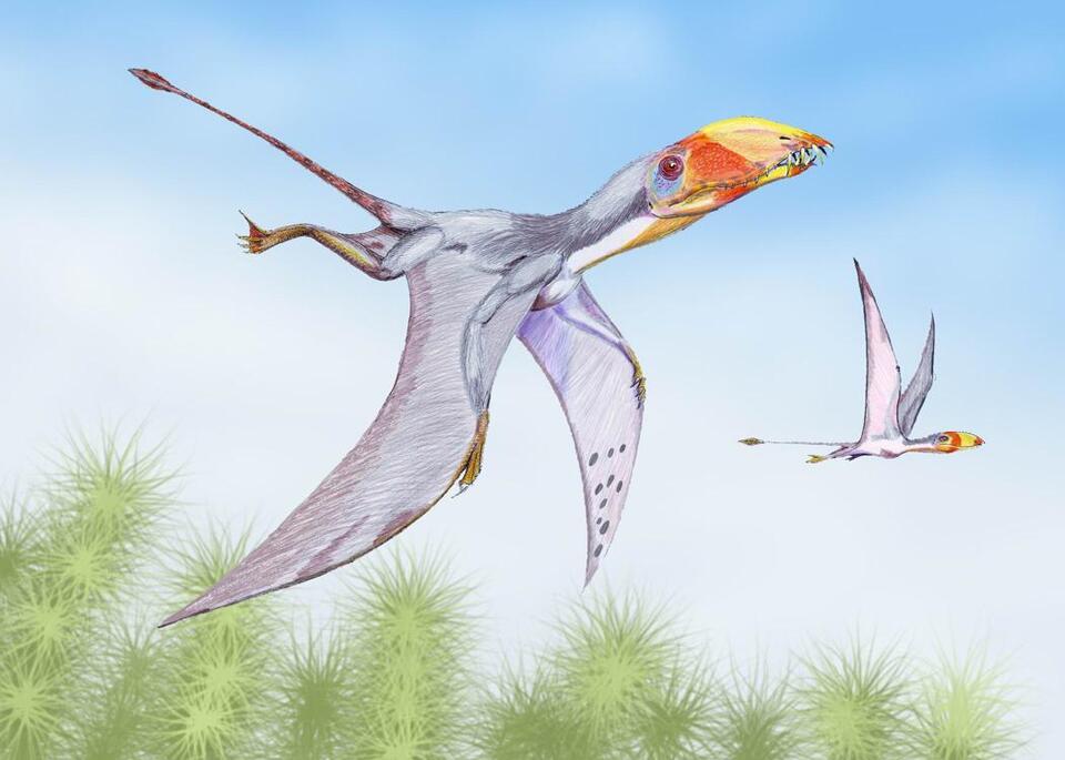 What Was the Largest Flying Dinosaur? Meet the Giant Pterosaurs - NewsBreak