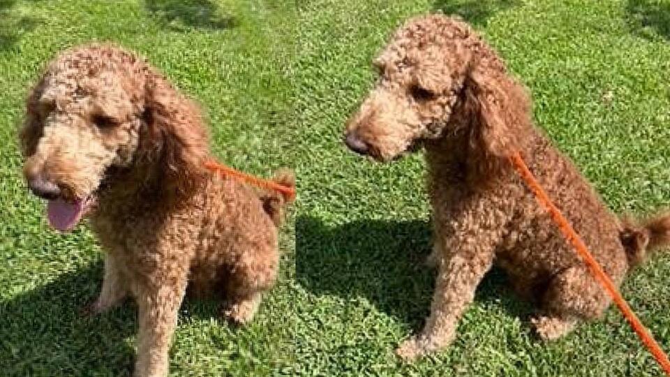 An adorable Goldendoodle seeks a forever home and love after being ...