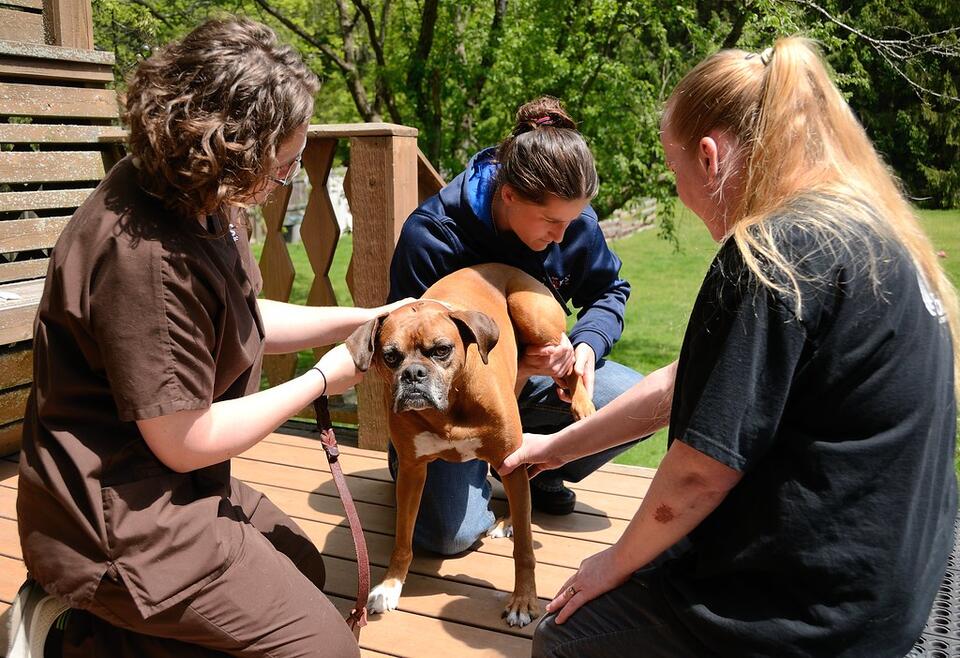 How to Support a Dog With Special Needs - NewsBreak