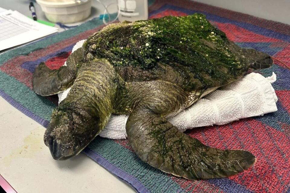 How to Help 'Cold Stunned' Sea Turtles in New York - NewsBreak