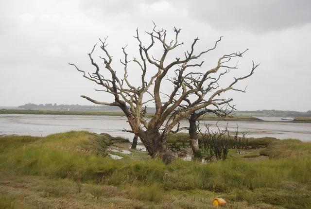 Ghost Trees: When Swamp Forests Drown - NewsBreak