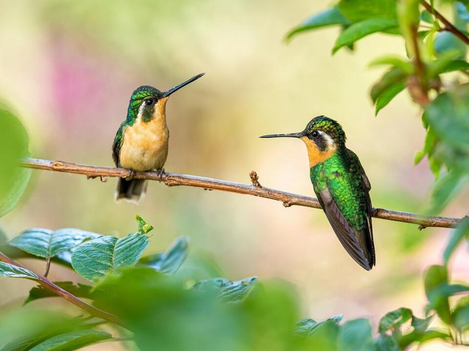 Hummingbirds Are Arriving in Missouri Right Now - NewsBreak