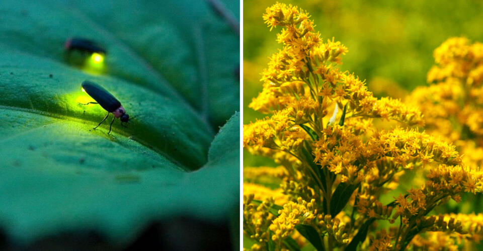 These Are The 8 Florida Plants That Help Fireflies Complete Their Life ...