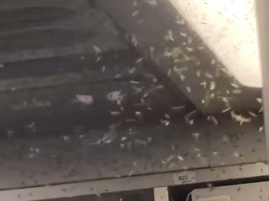 A massive congregation of insects swarms around the aircraft, shrouding ...