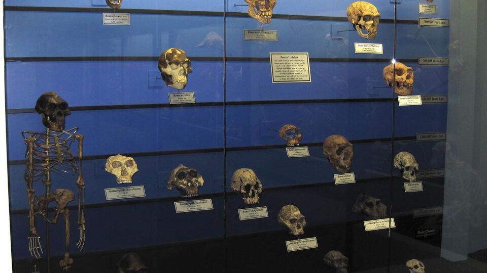 7 Astounding Fossil Discoveries That Are Redefining Early Human Origins ...