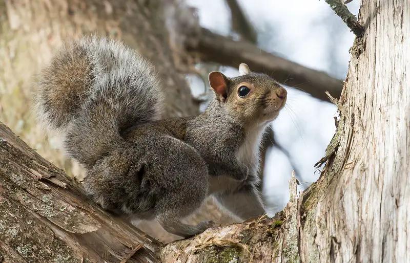 5 Types of Squirrels in Kentucky (With Pictures and Identification ...