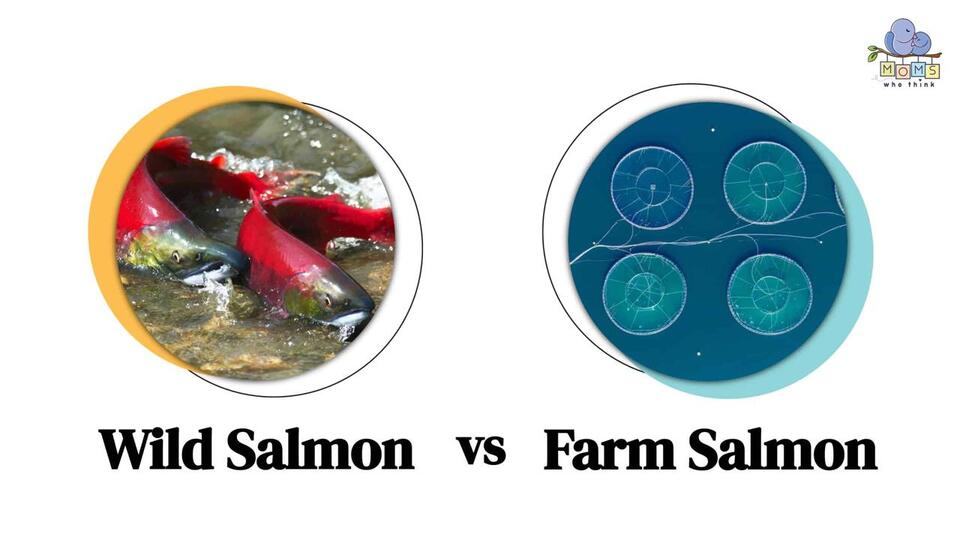 Wild vs. Farmed Salmon: What’s Healthier for You? - NewsBreak