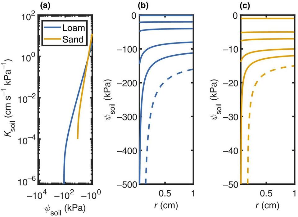 Early signals of water limitations begin at the root–soil interface ...