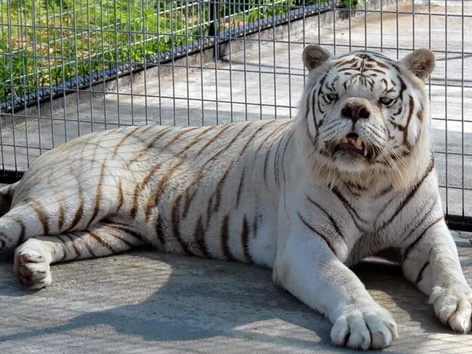 30 Facts About Down Syndrome In Animals